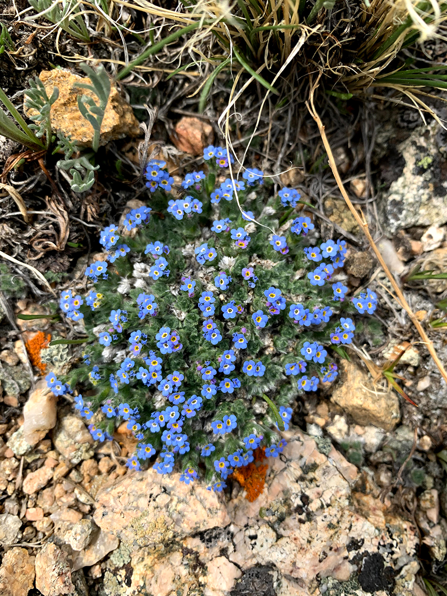NA Botanic Garden Strategy for Alpine Plant Conservation | Strategy for ...
