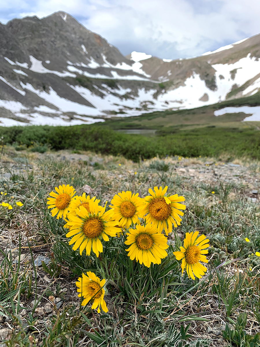 NA Botanic Garden Strategy for Alpine Plant Conservation | Strategy for ...