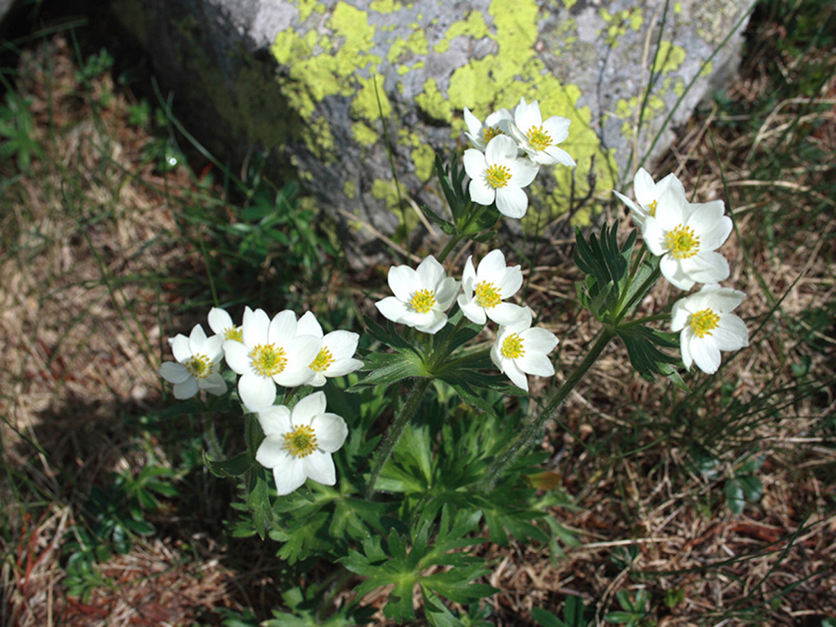 NA Botanic Garden Strategy for Alpine Plant Conservation | Strategy for ...